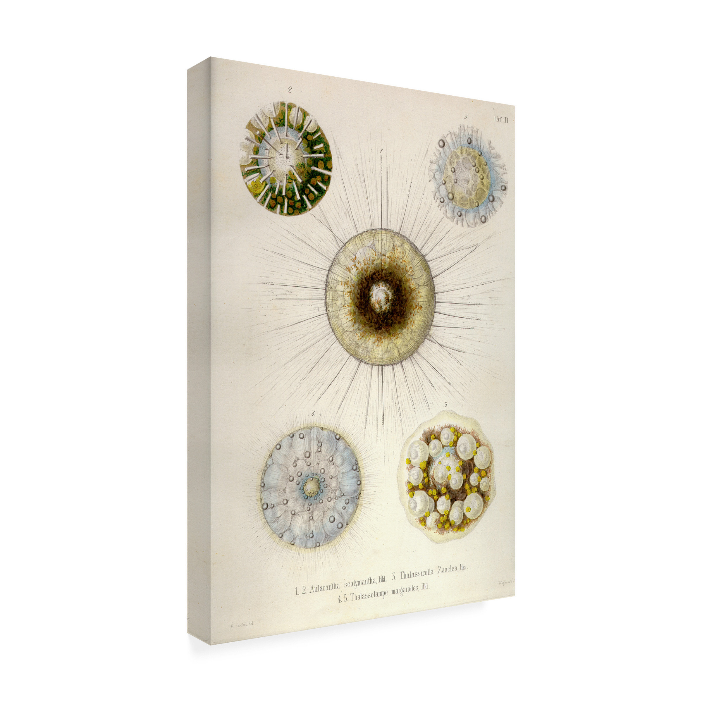 Rosalind Wheeler Thalassicollida by Print Collection | Wayfair